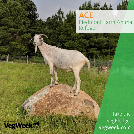 Take The Veg Pledge | TryVeg | Brought To You By Animal Outlook